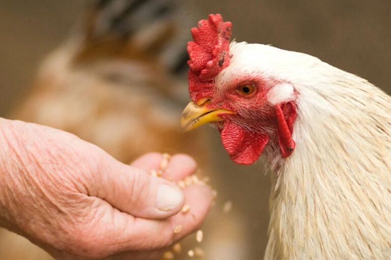 Why add fumaric acid to pig feed? - NORBIDAR